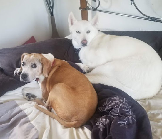 Strategies for Inter Dog Aggression