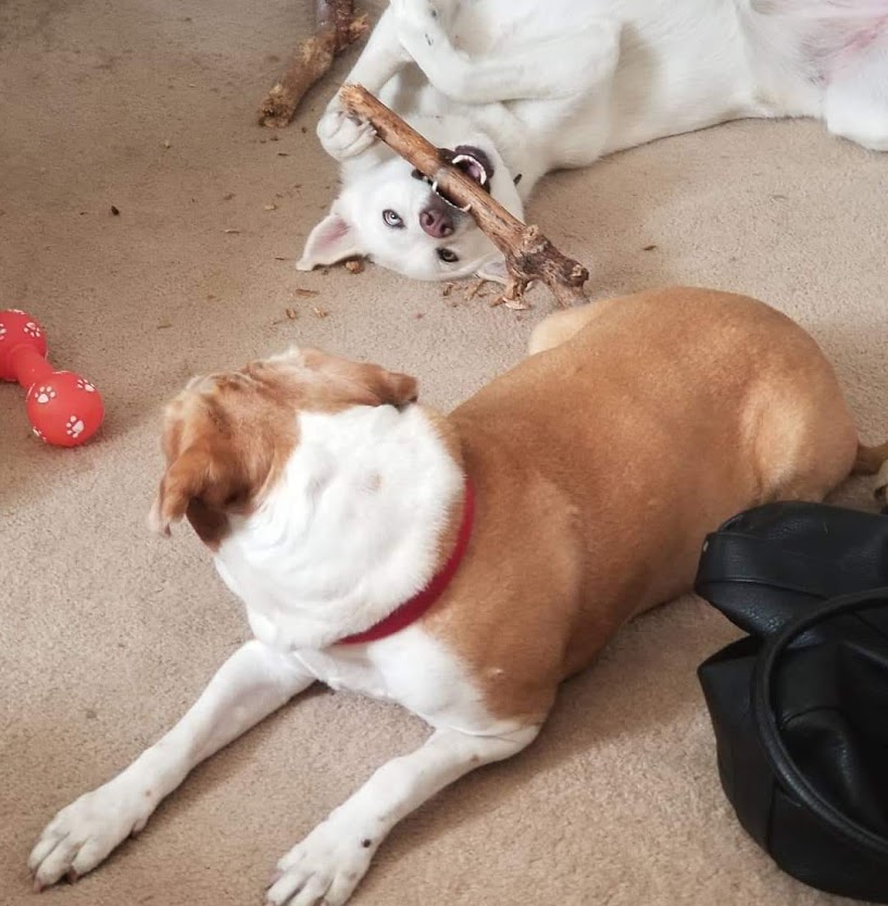 Strategies for Inter Dog Aggression