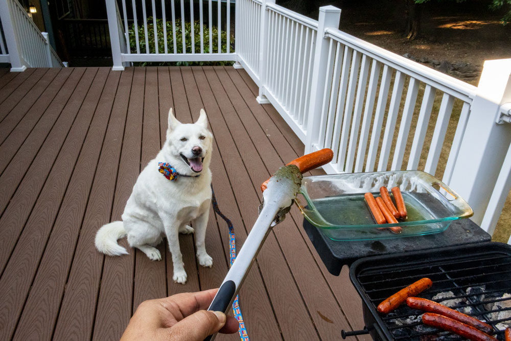 Summer Fun With Your Dog - Canine Crazies